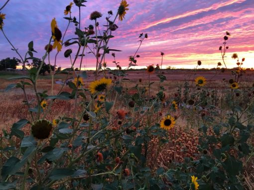 8 First-Rate Cultural Sites in Lubbock, Texas | Backroad Planet