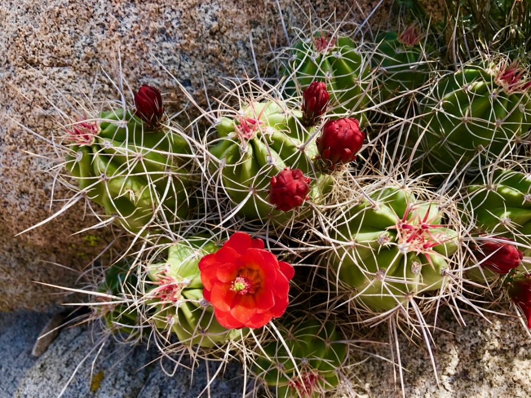 Best Hikes in Joshua Tree National Park on a One-Day Trip