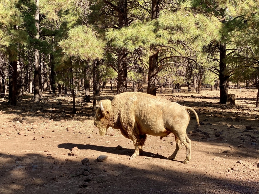 Take the Train to Grand Canyon National Park: Traveler Tips