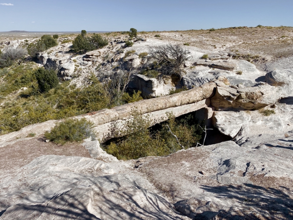 Drive the Painted Desert & Petrified Forest National Park